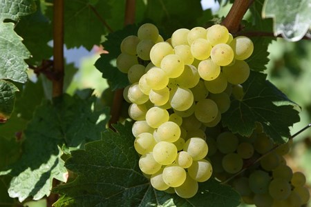 Uvas Torrontés: Em União e Liberdade pela Argentina - Enologuia | O ...